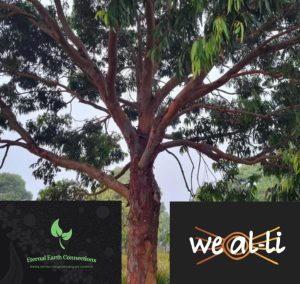 Dadirri: Ancient Aboriginal Mindfulness Traditions